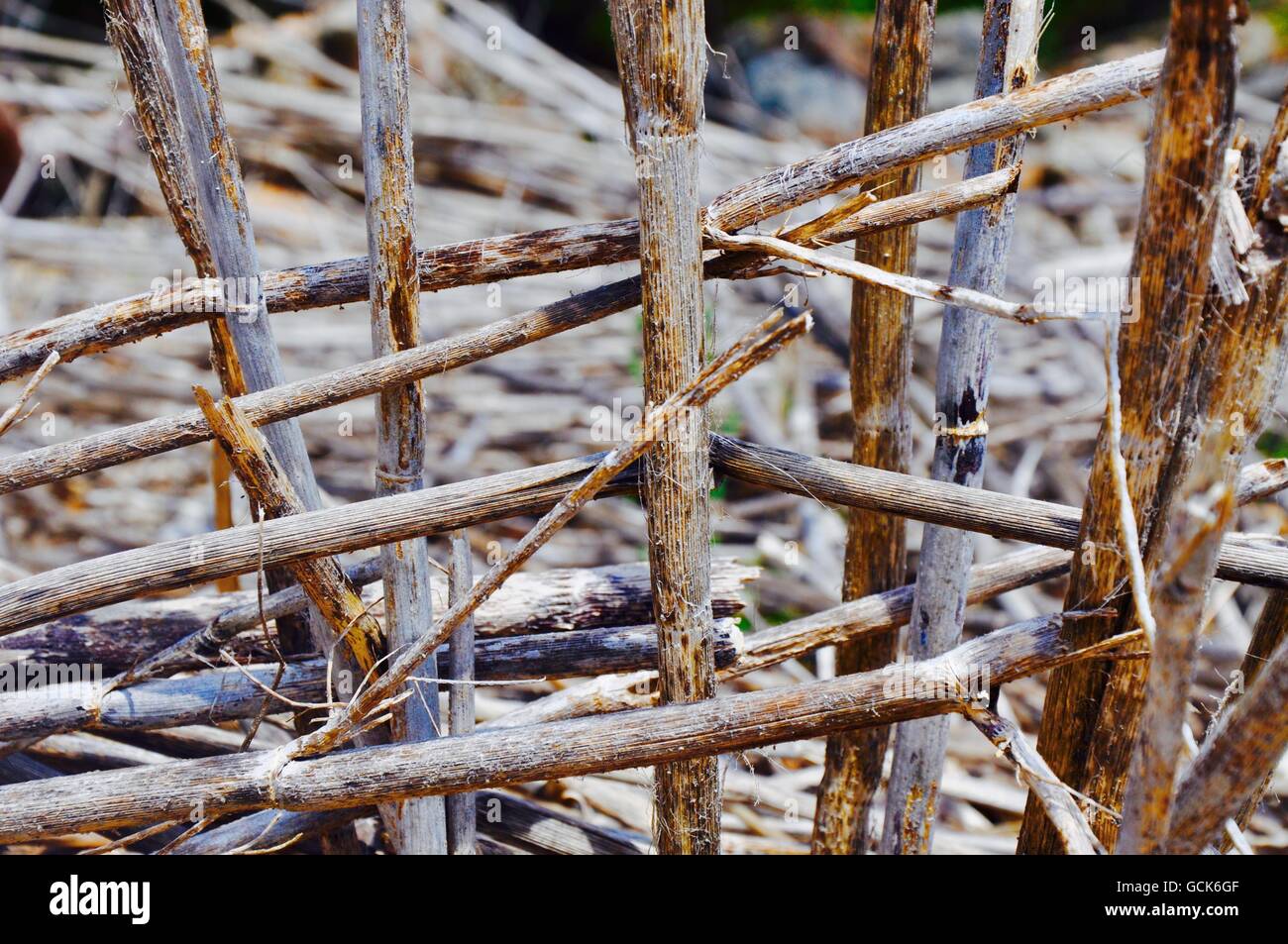 Bamboo Branches High Resolution Stock Photography and Images - Alamy