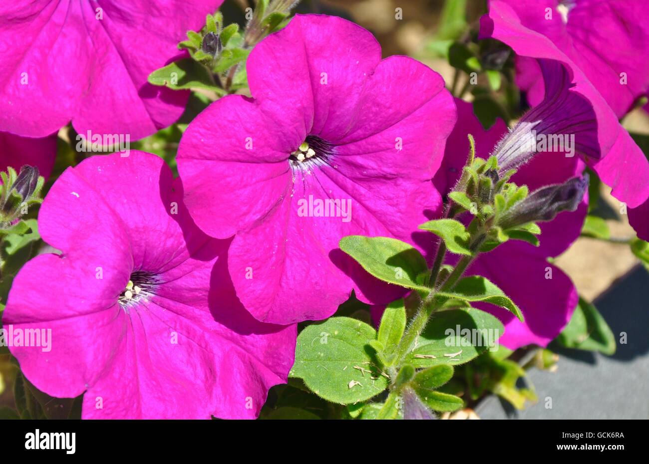Closeup of vivid bright pinkish-purple flowers with green leaves in ...