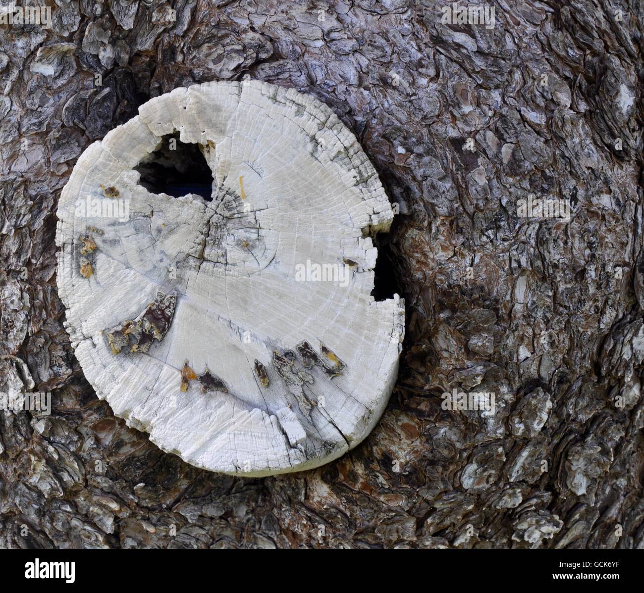 Abstract closeup of tree trunk texture with large white colored tree ...