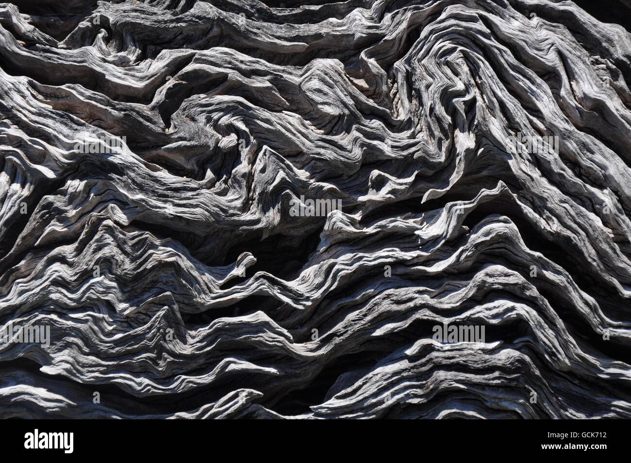 Abstract closeup of unique tree trunk bark texture with deep grooves in ...