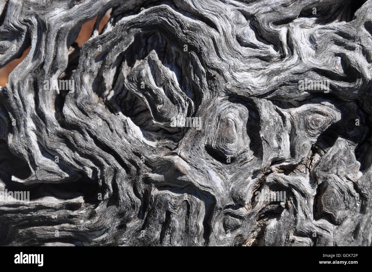 Abstract closeup of unique wavy grey tree trunk bark texture in Western ...