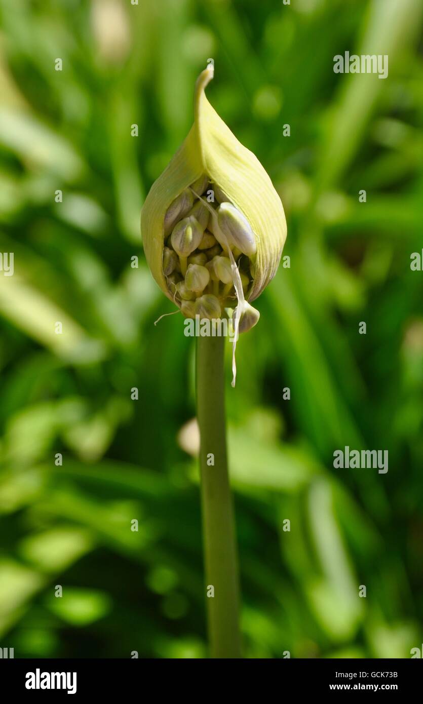 Green flower bud opening and exposing it's packed seeds with blurred ...