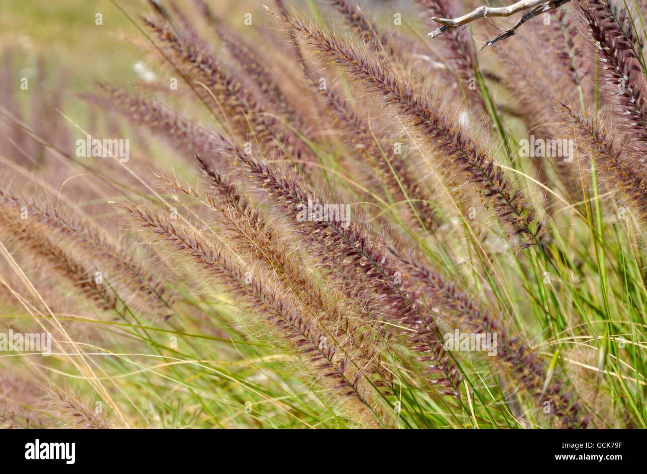 Meadow of ornamental purple fountain grass with large seed heads in ...