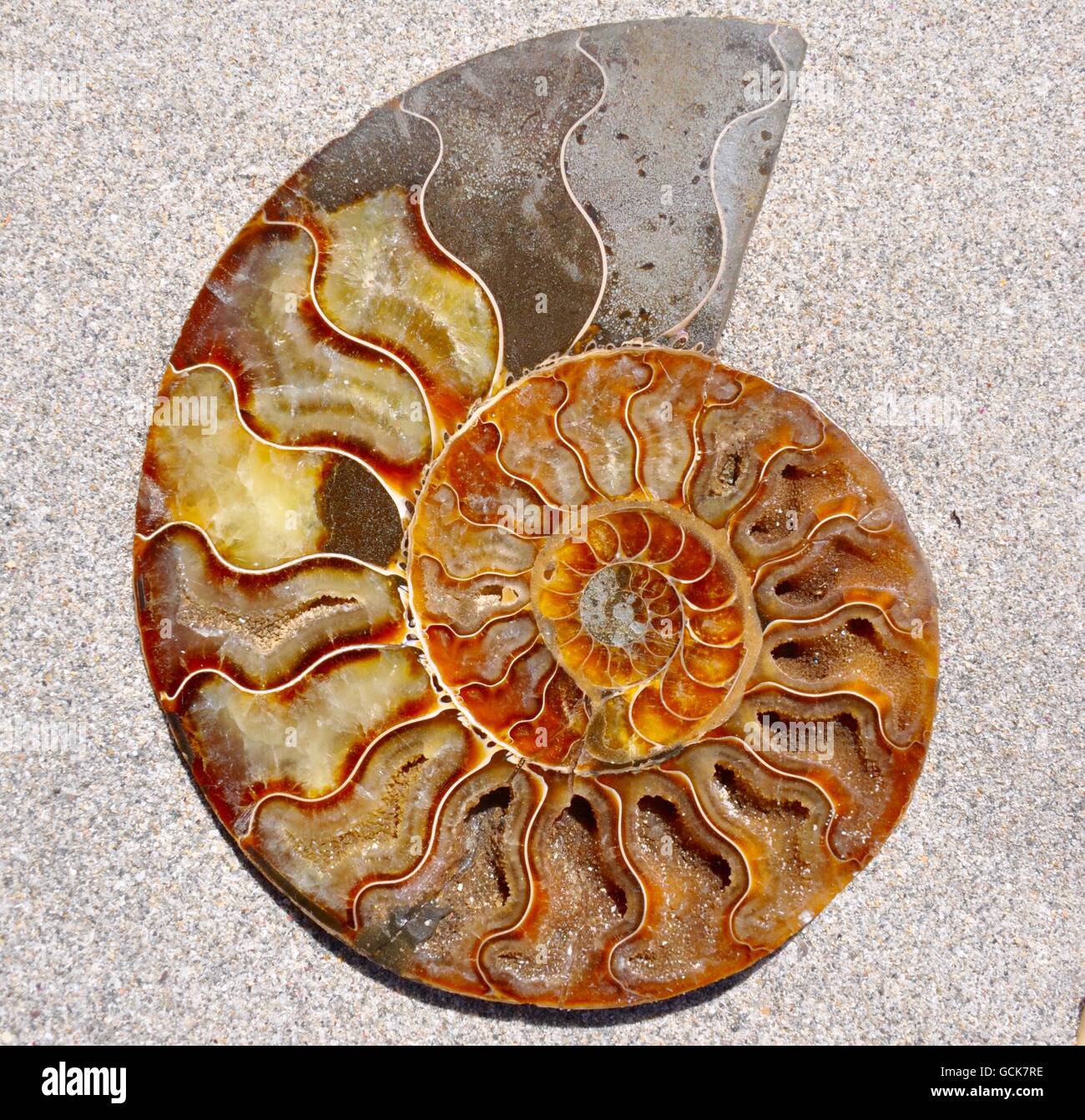 Ammonite fossil colorful hi-res stock photography and images - Alamy