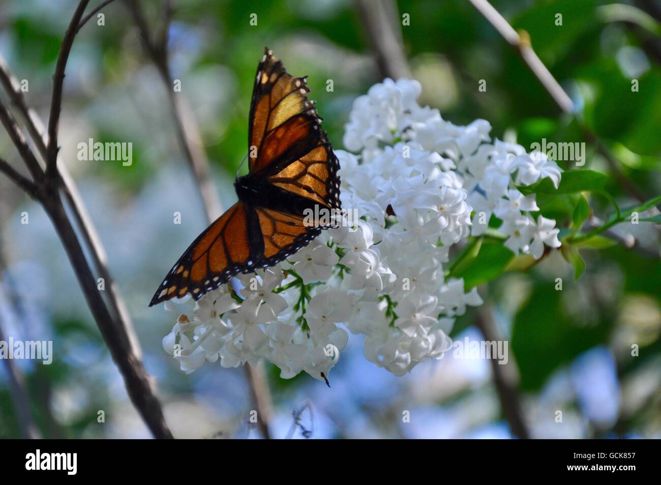 Wanderer, or monarch, butterfly with unique black and orange wings on a ...