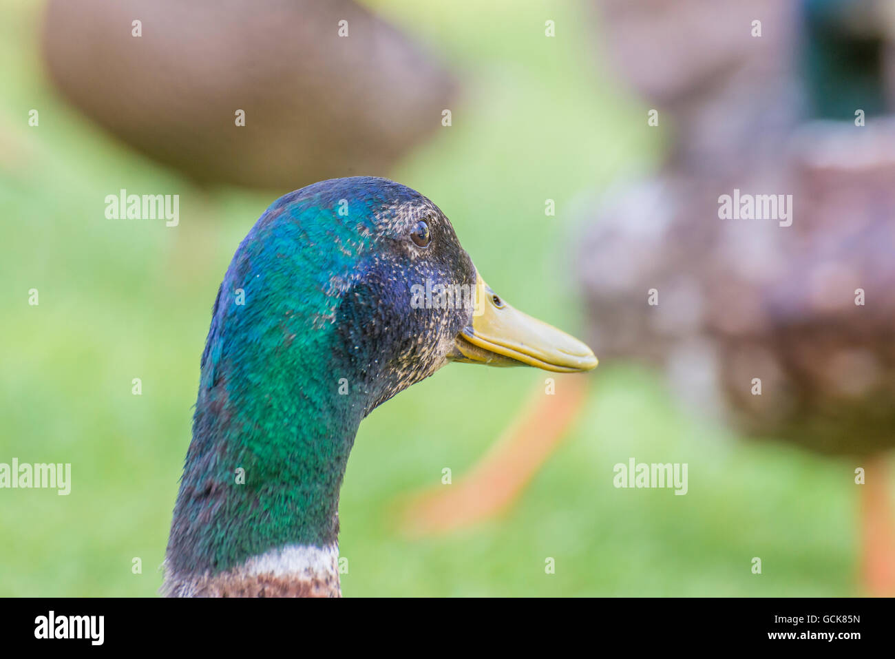 Closeup of a mallard duck Stock Photo - Alamy