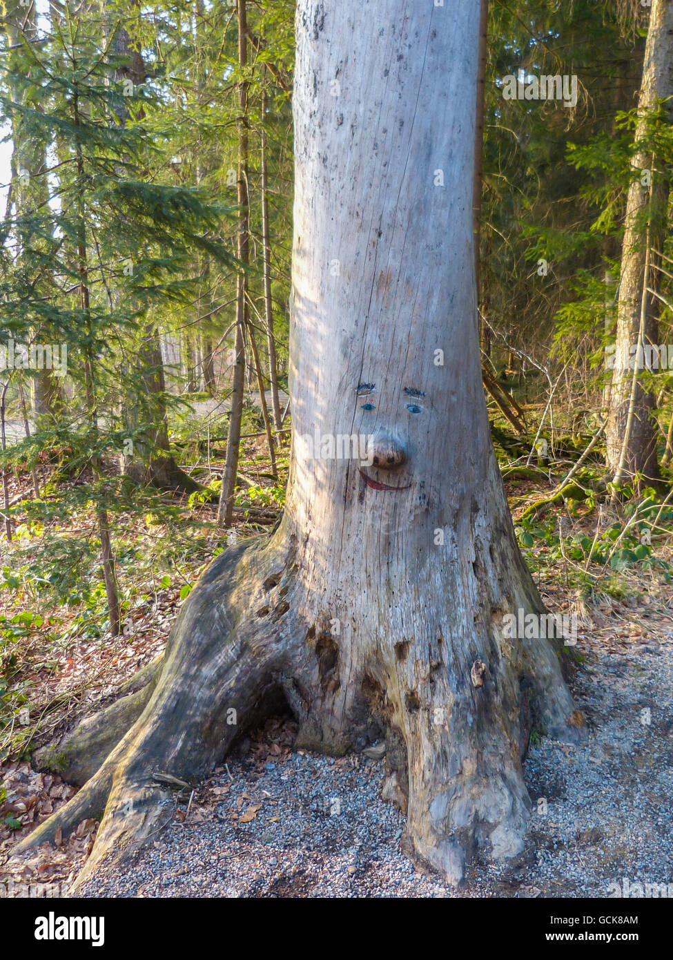 A tree in a forest with an hammer nose and a painted face Stock Photo ...