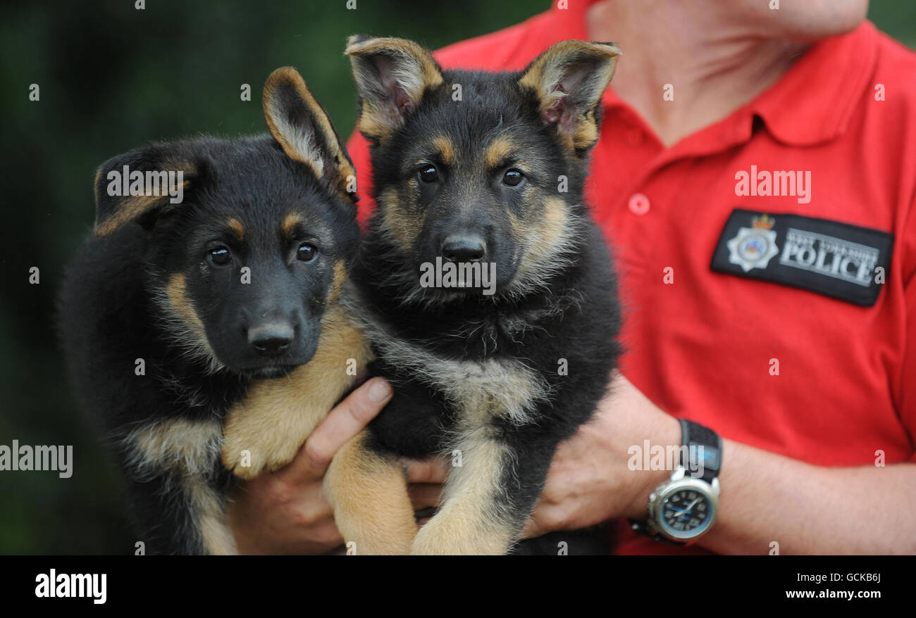 Police dog training Stock Photo - Alamy