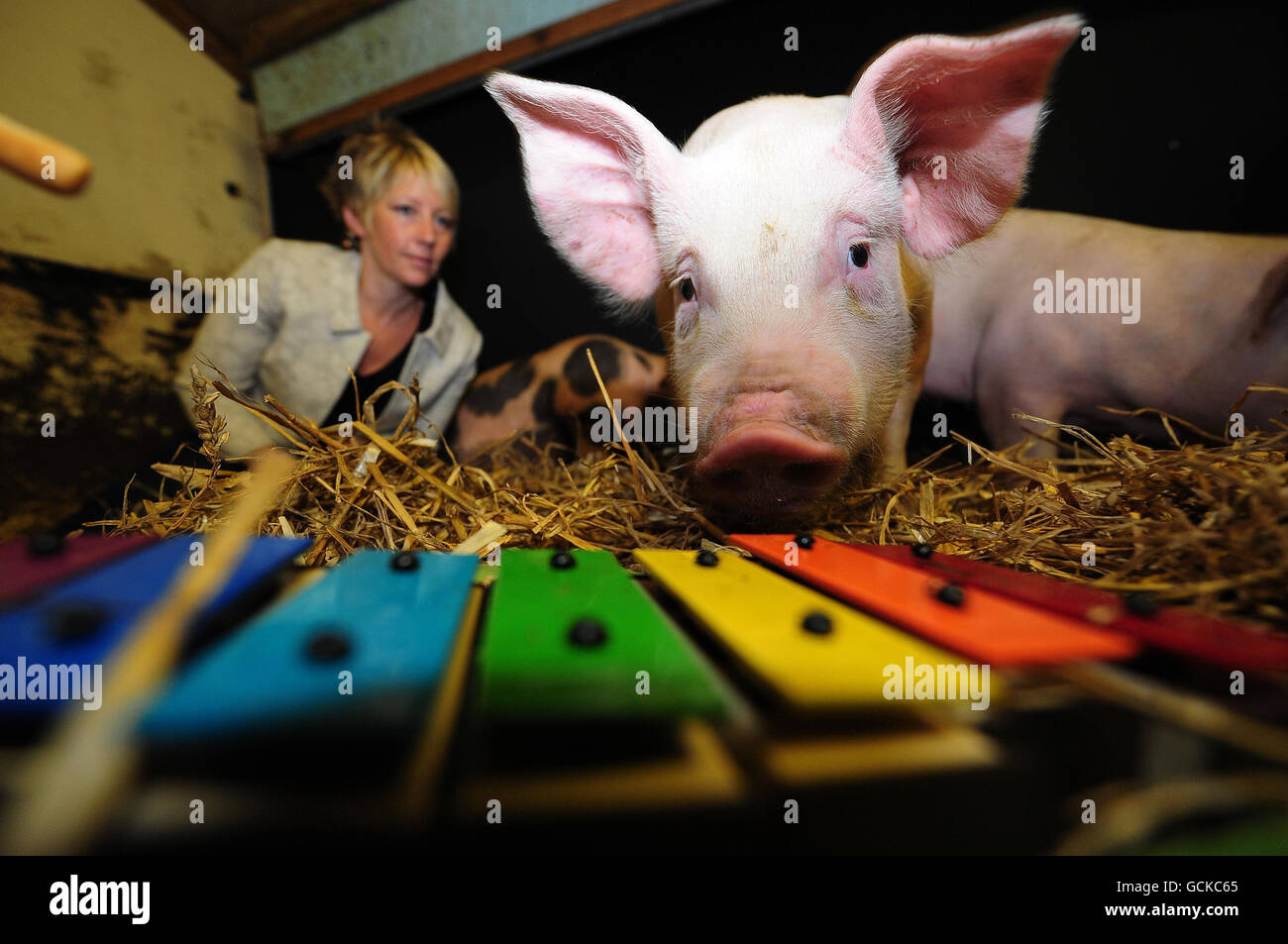 Team of pigs hi-res stock photography and images - Alamy