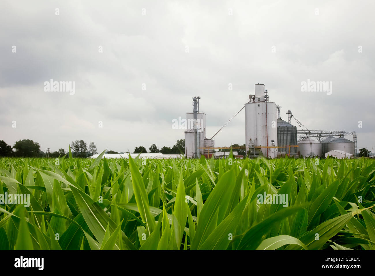 Close up view of a field of early-summer corn with silos, farm ...