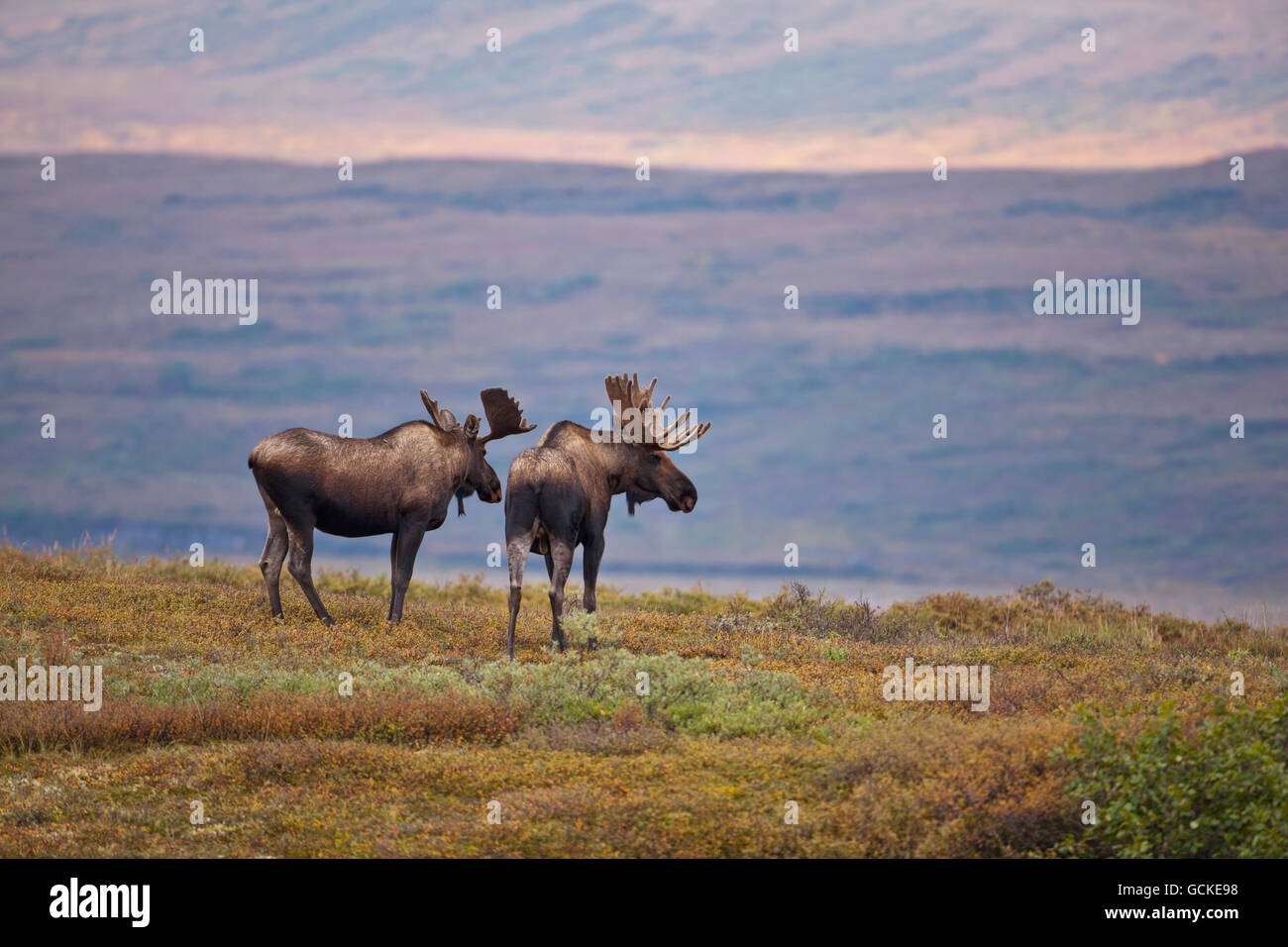 Two bull moose (Alces alces) stand on open shrub tundra, Denali ...