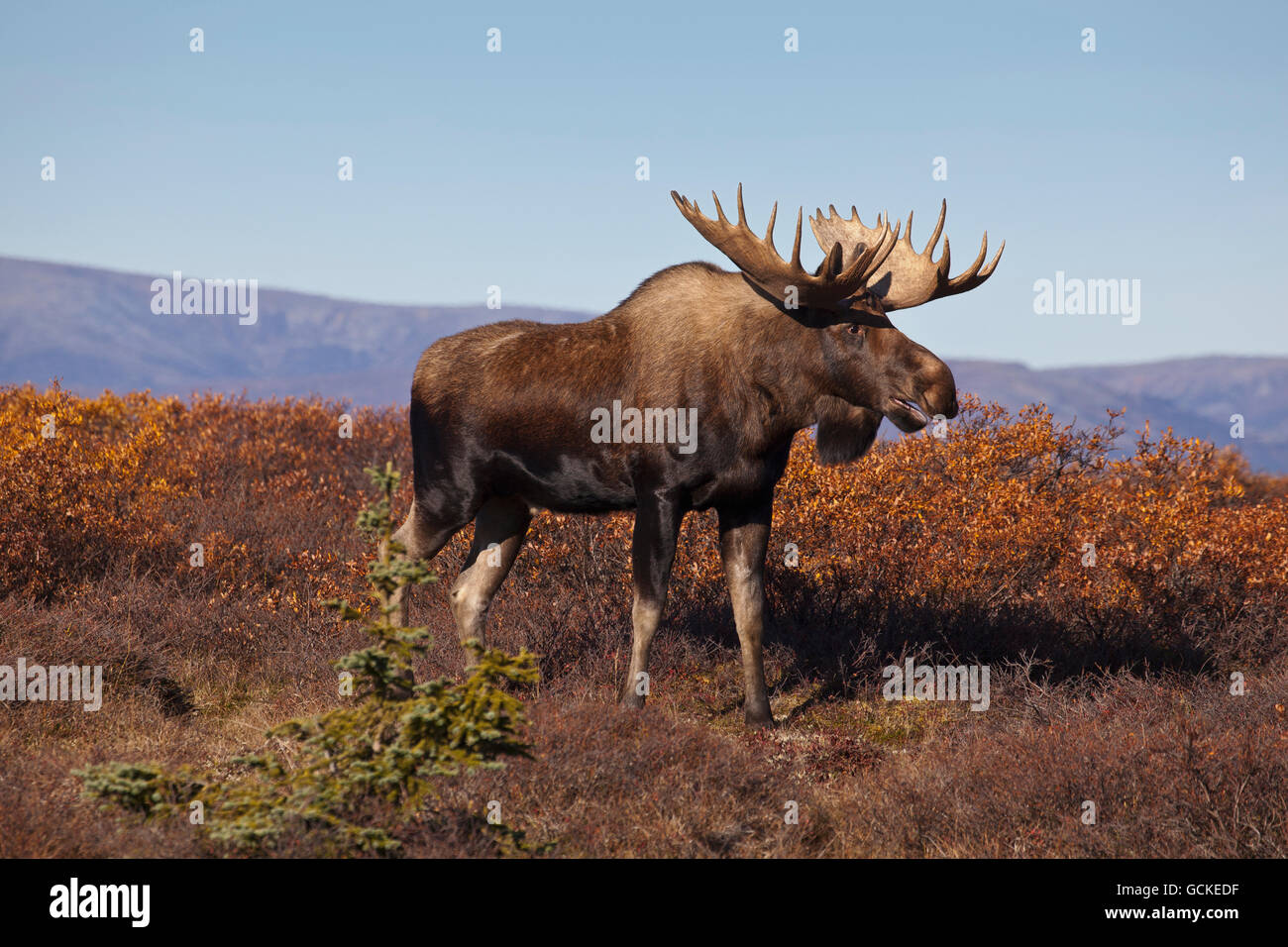 Moose (Alces alces) bull walking on a ridge and grunting during rut ...