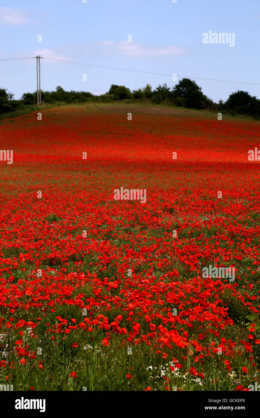 Poppy field near bewdley worcestershire hi-res stock photography and ...