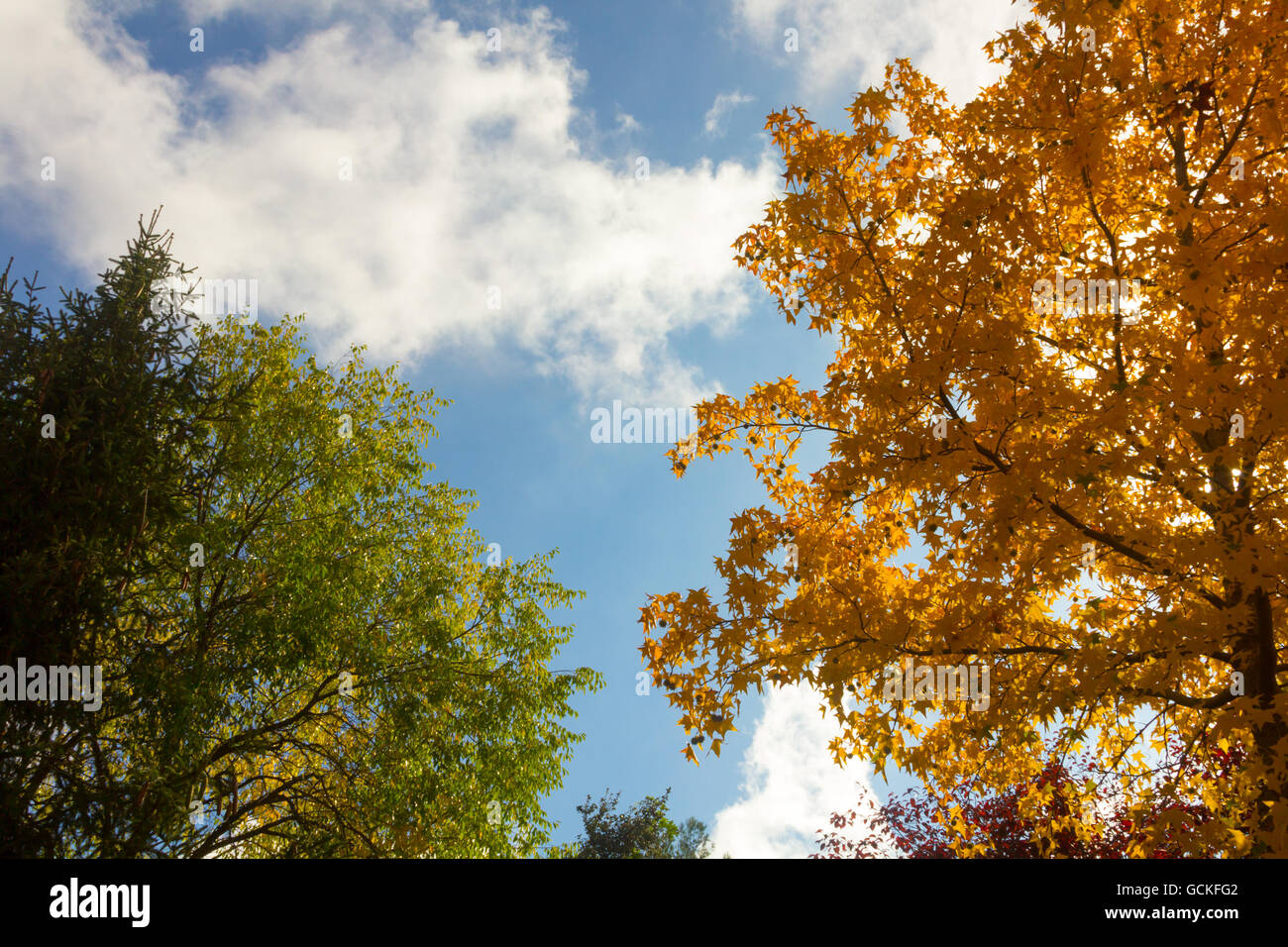 Trees in autumn with yellow tones and blue sky Stock Photo - Alamy