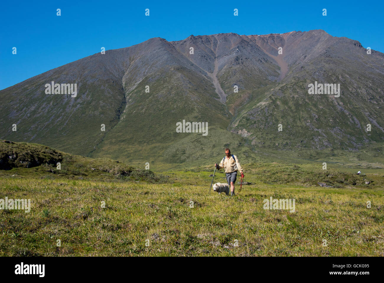 Adult man walks trekking poles hi-res stock photography and images - Alamy