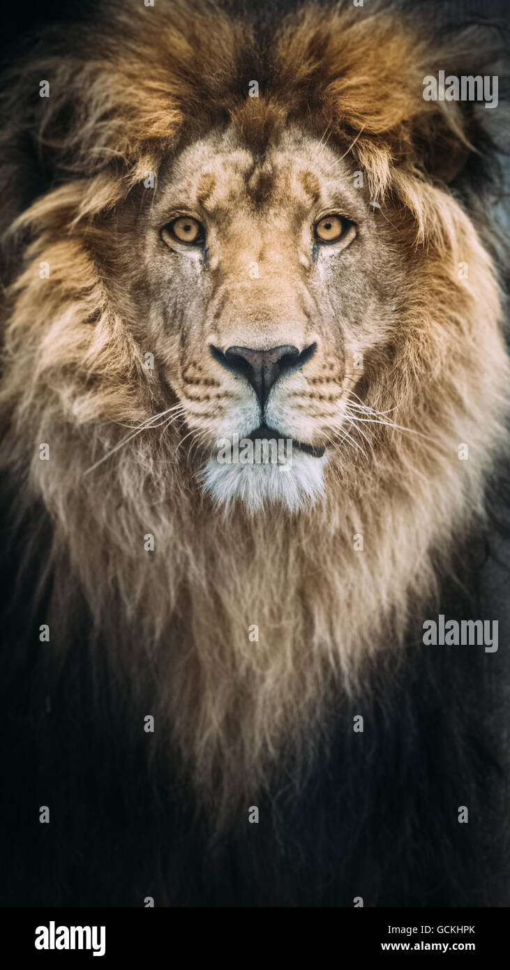Portrait of a beautiful Lion Stock Photo - Alamy