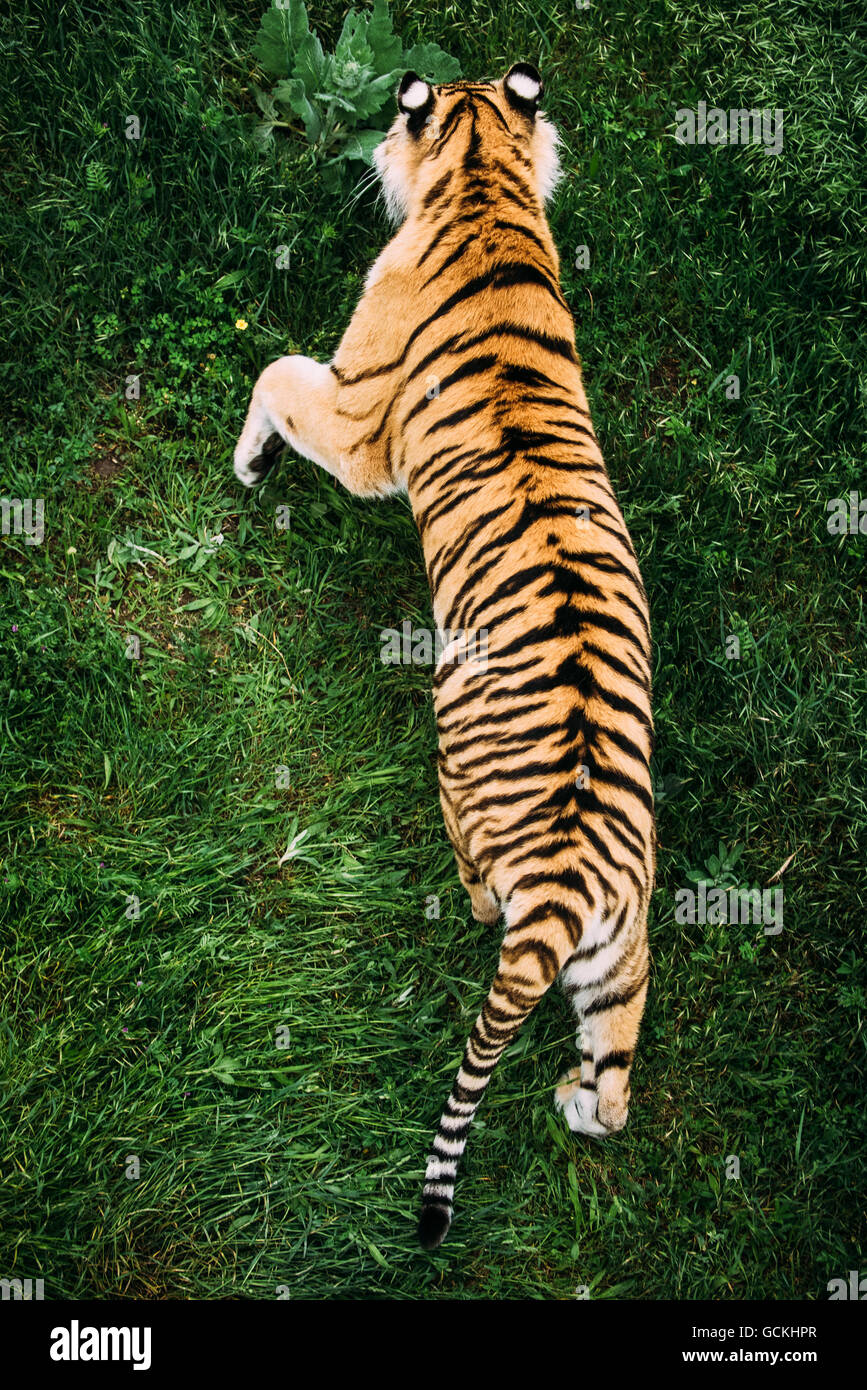 Tiger hunting hi-res stock photography and images - Alamy