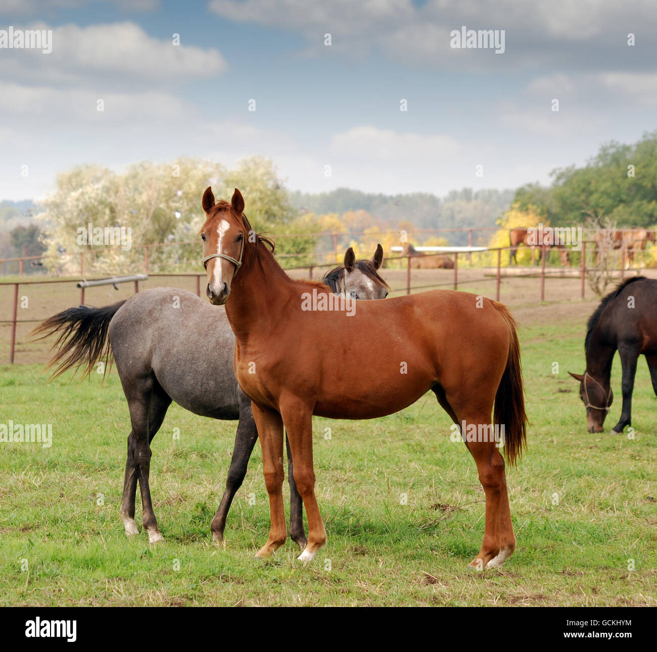 horse farm scene Stock Photo - Alamy
