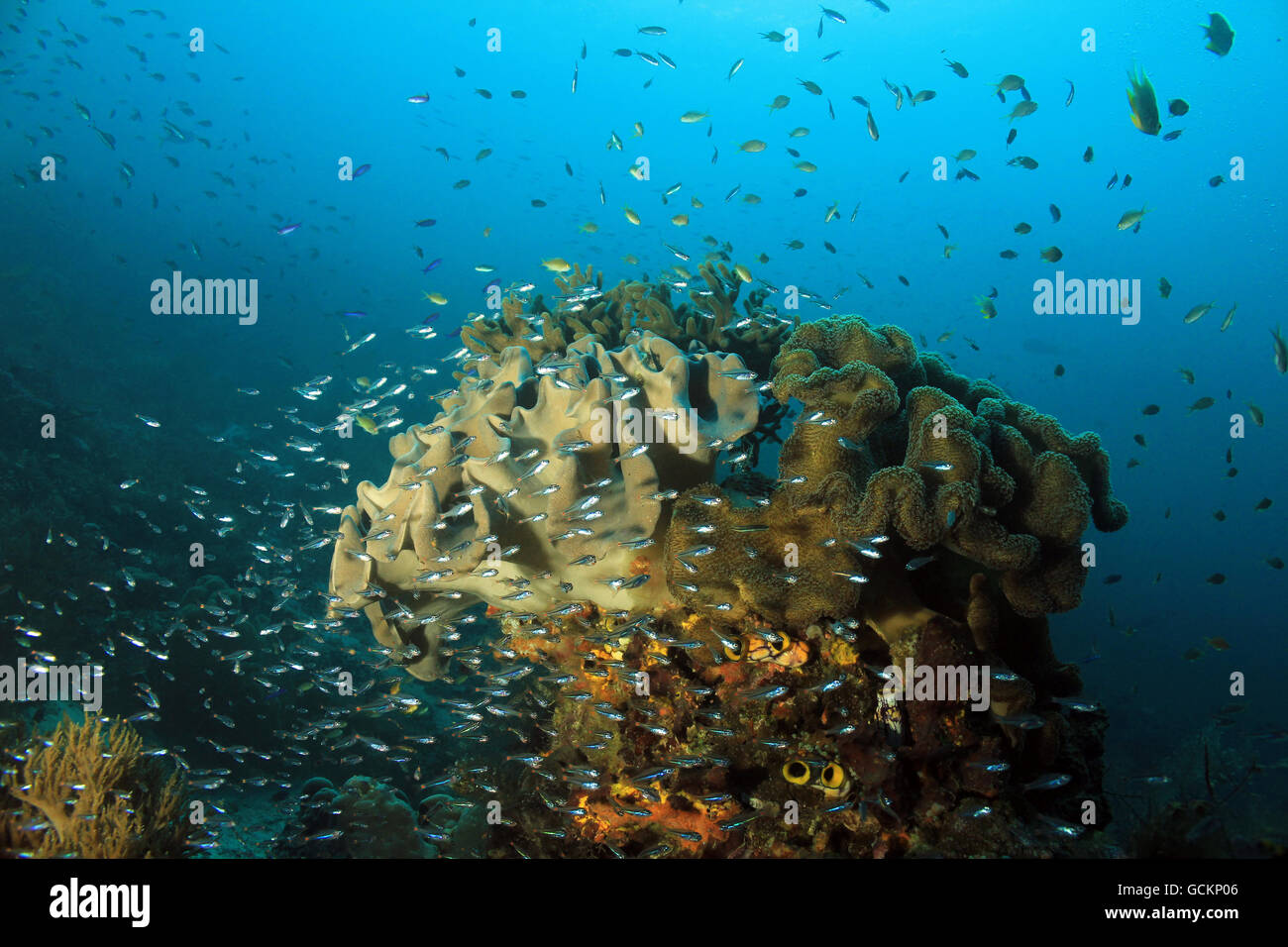Coral pinnacle hi-res stock photography and images - Alamy
