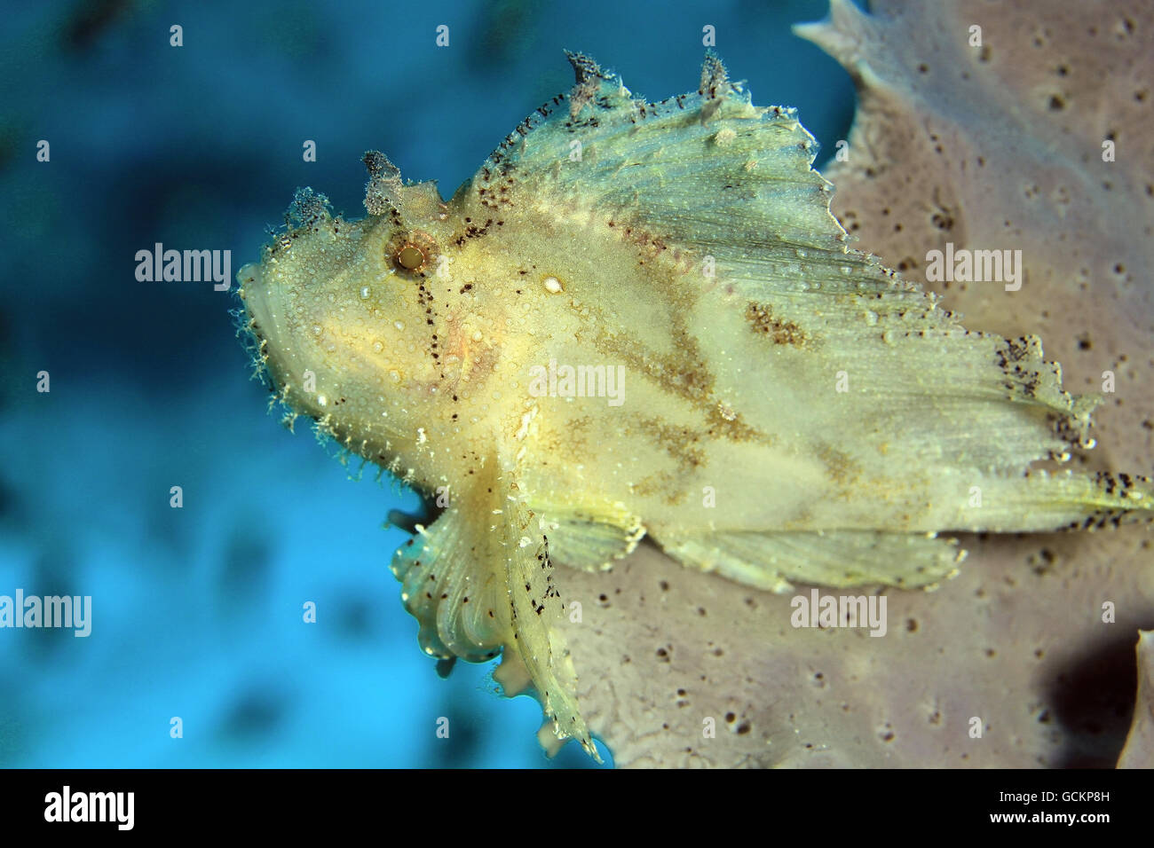 Leaf Scorpionfish (Taenianotus Triacanthus, aka Leaf Fish, Paperfish ...