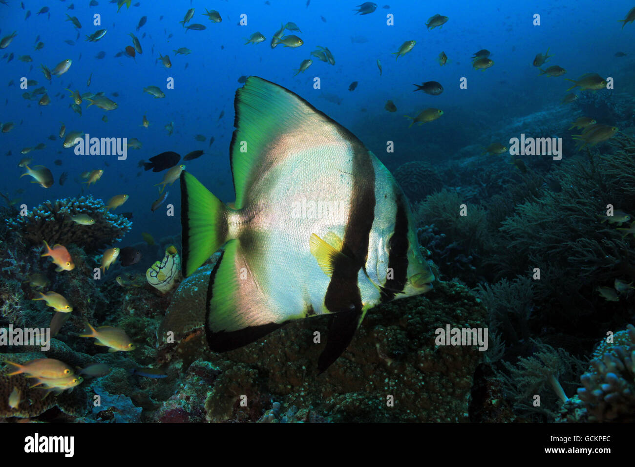 Shaded Batfish (Platax Pinnatus, aka Pinnate Batfish, Dusky Batfish ...