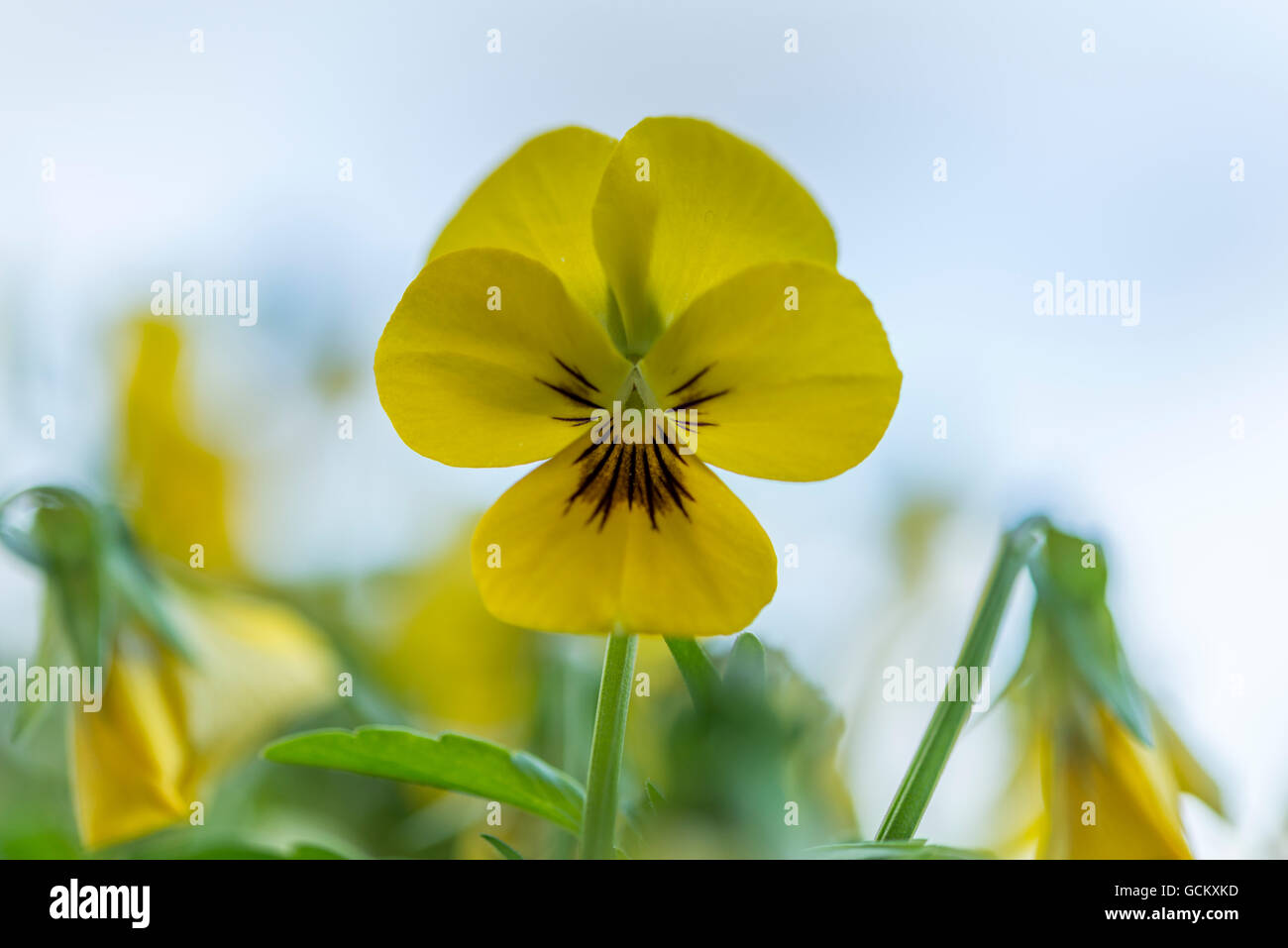 Horned violet hi-res stock photography and images - Alamy