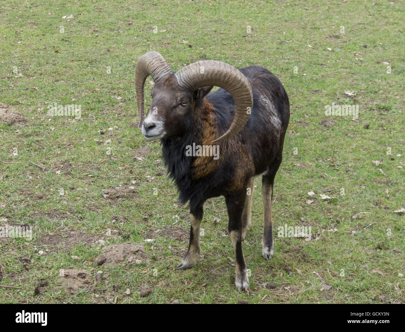 At mouflon hunting hi-res stock photography and images - Alamy