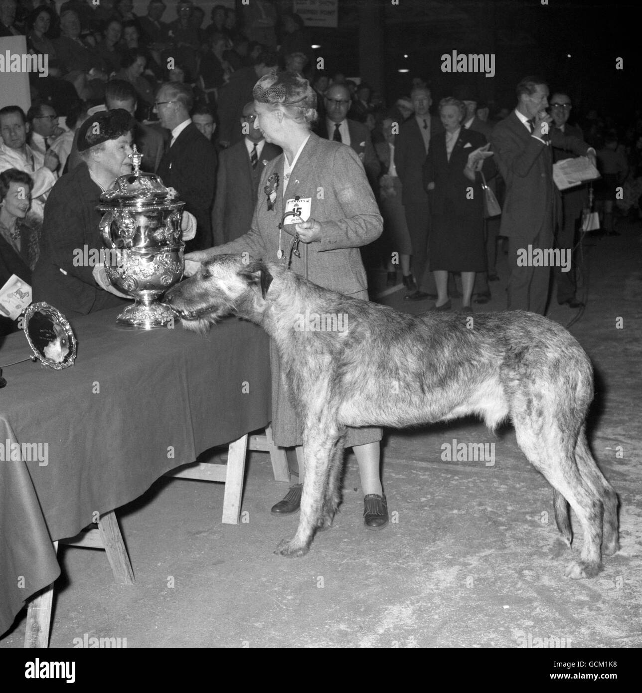 Sulhamstead Merman, a magnificent Irish Wolfhound seventeen months old ...