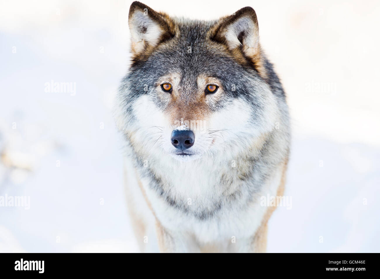 Wolf stands in beautiful winter forest Stock Photo - Alamy