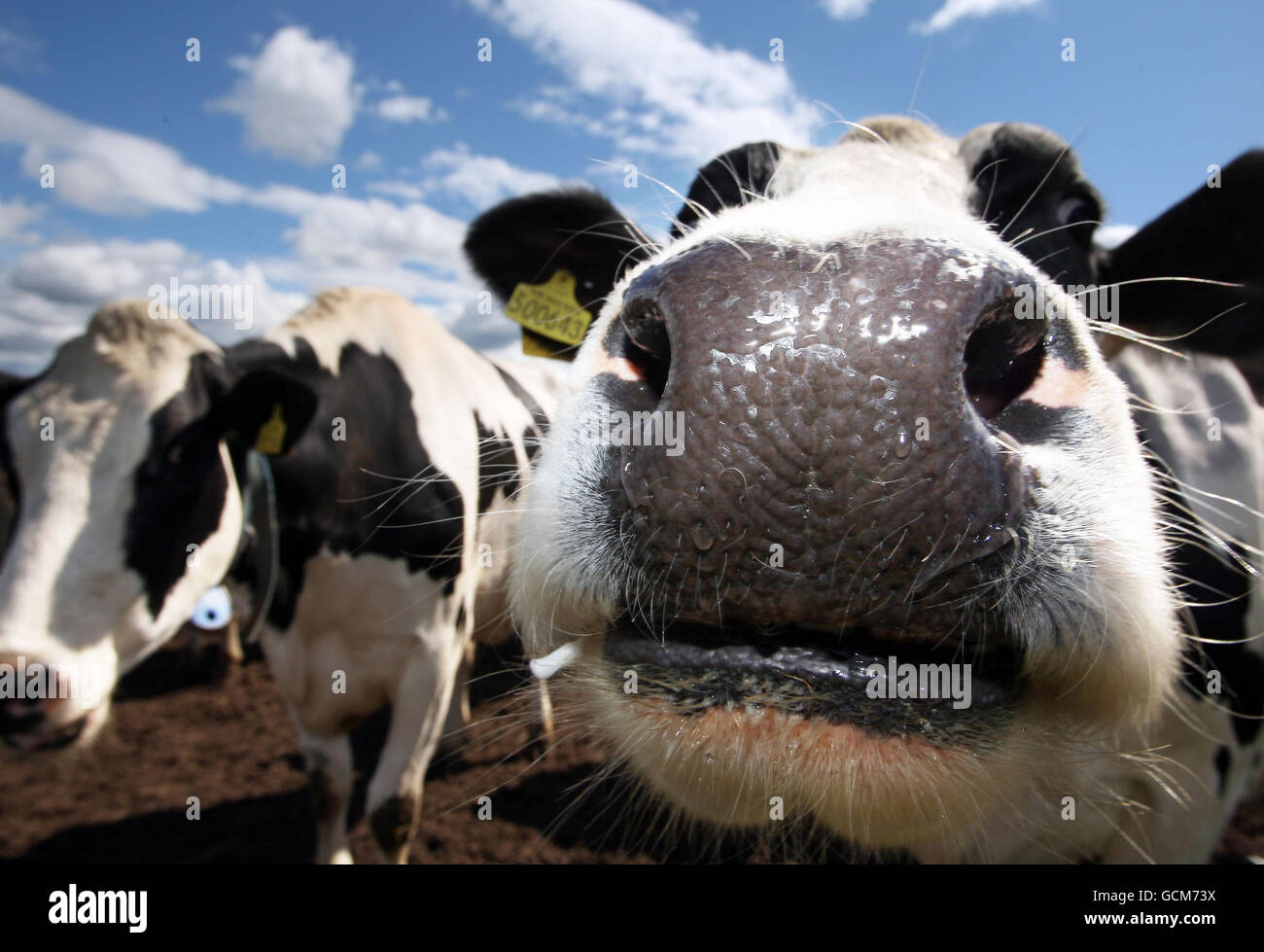Cloned cow hi-res stock photography and images - Alamy