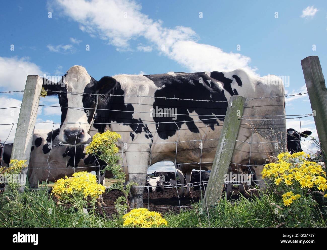 Cloned cow hi-res stock photography and images - Alamy
