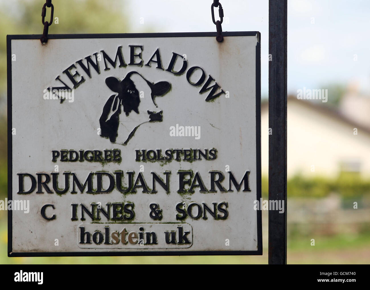 Cloned cow hi-res stock photography and images - Alamy