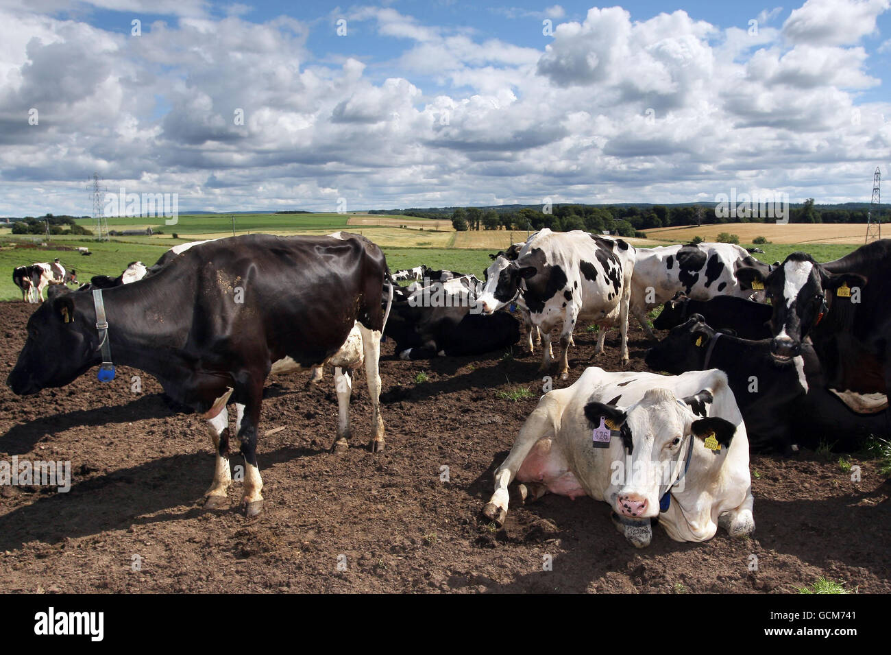 Cloned cow hi-res stock photography and images - Alamy