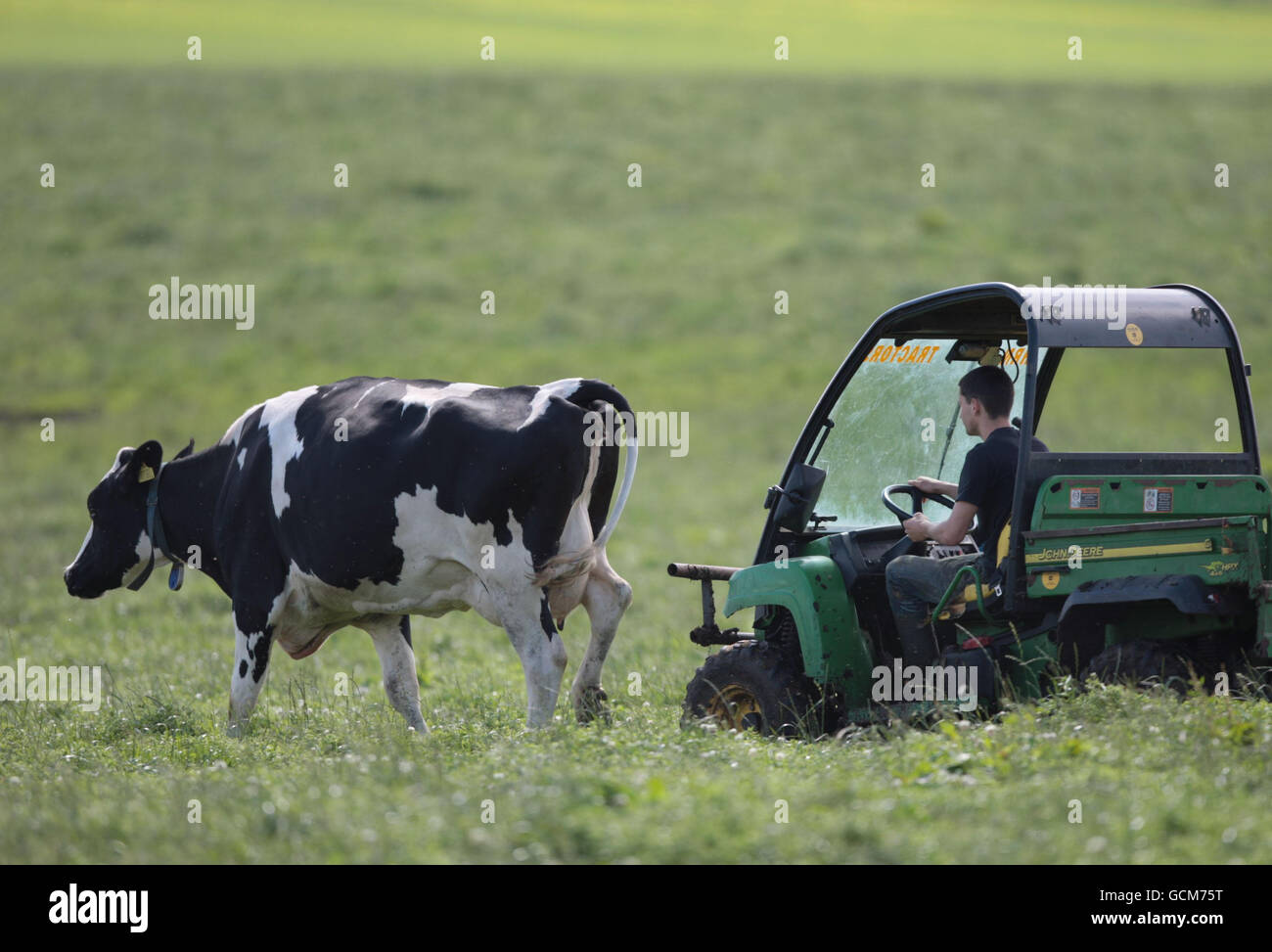 Cloned cow milk Stock Photo - Alamy
