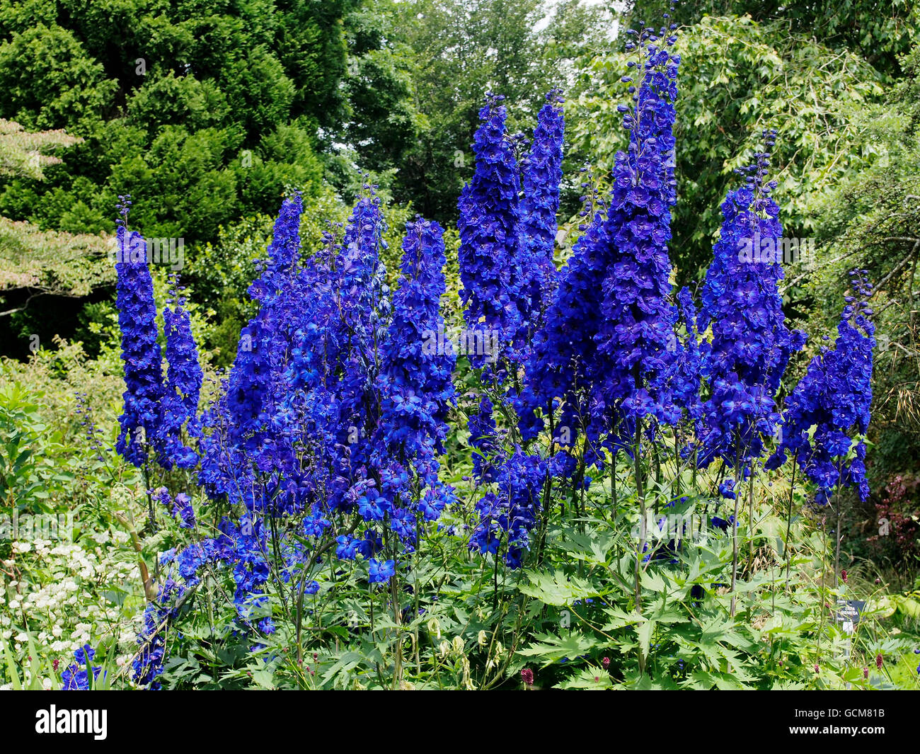 Delphinium 'Faust', in summer bearing erect racemes of dark-eyed, dark ...