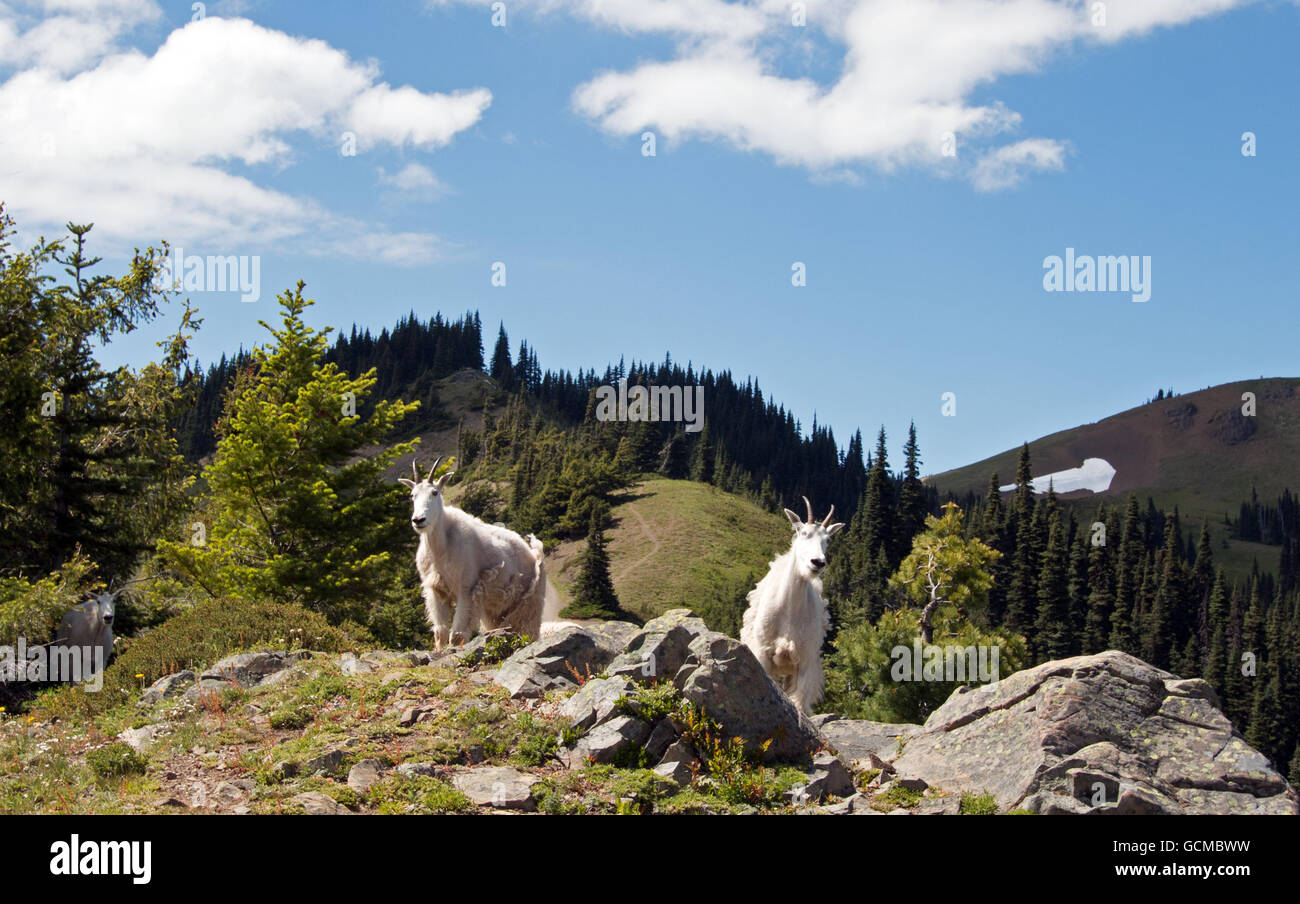 Mountain goats olympic hi-res stock photography and images - Alamy