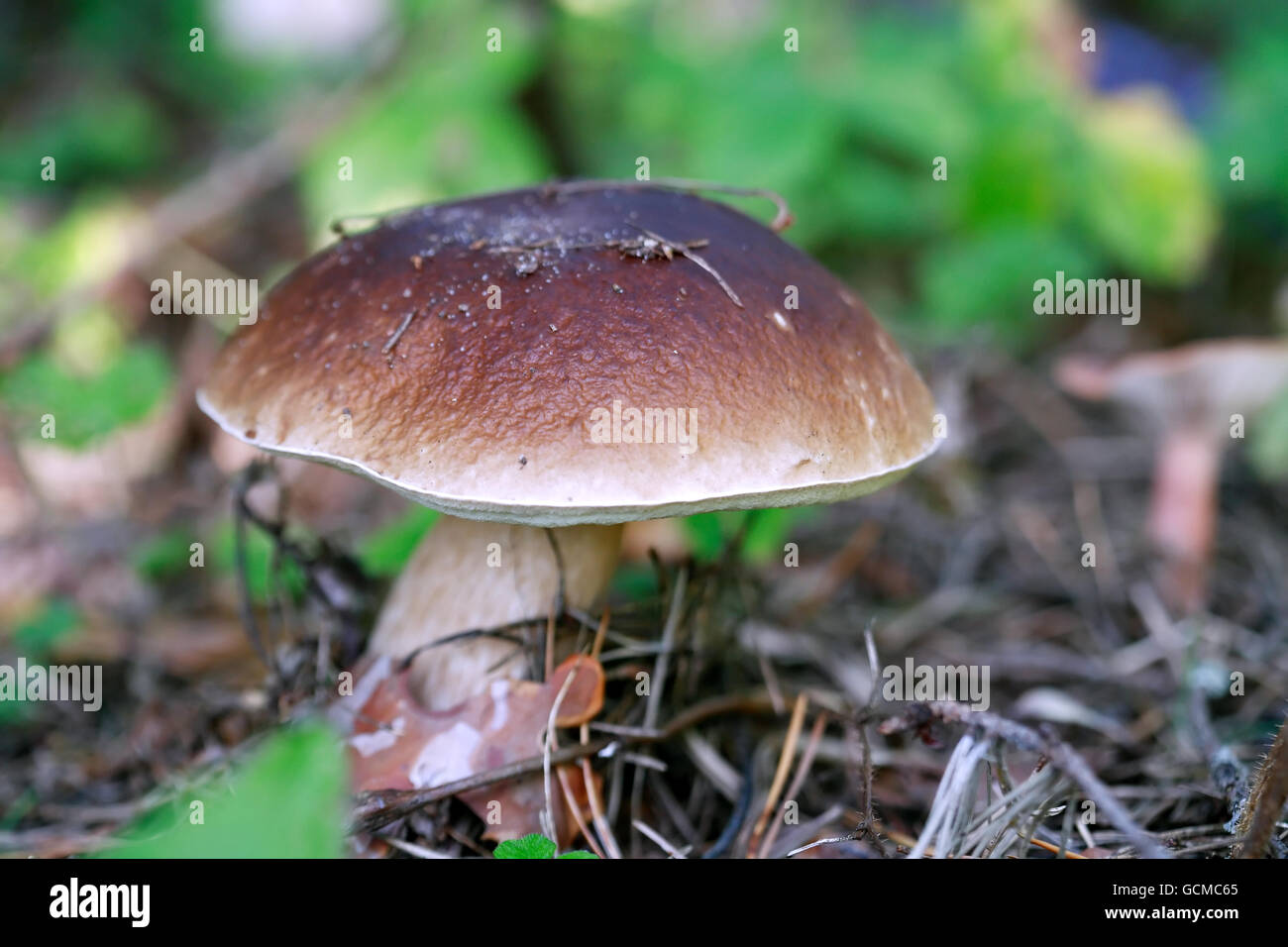 Closeup of one real mushroom grows in forest Stock Photo - Alamy