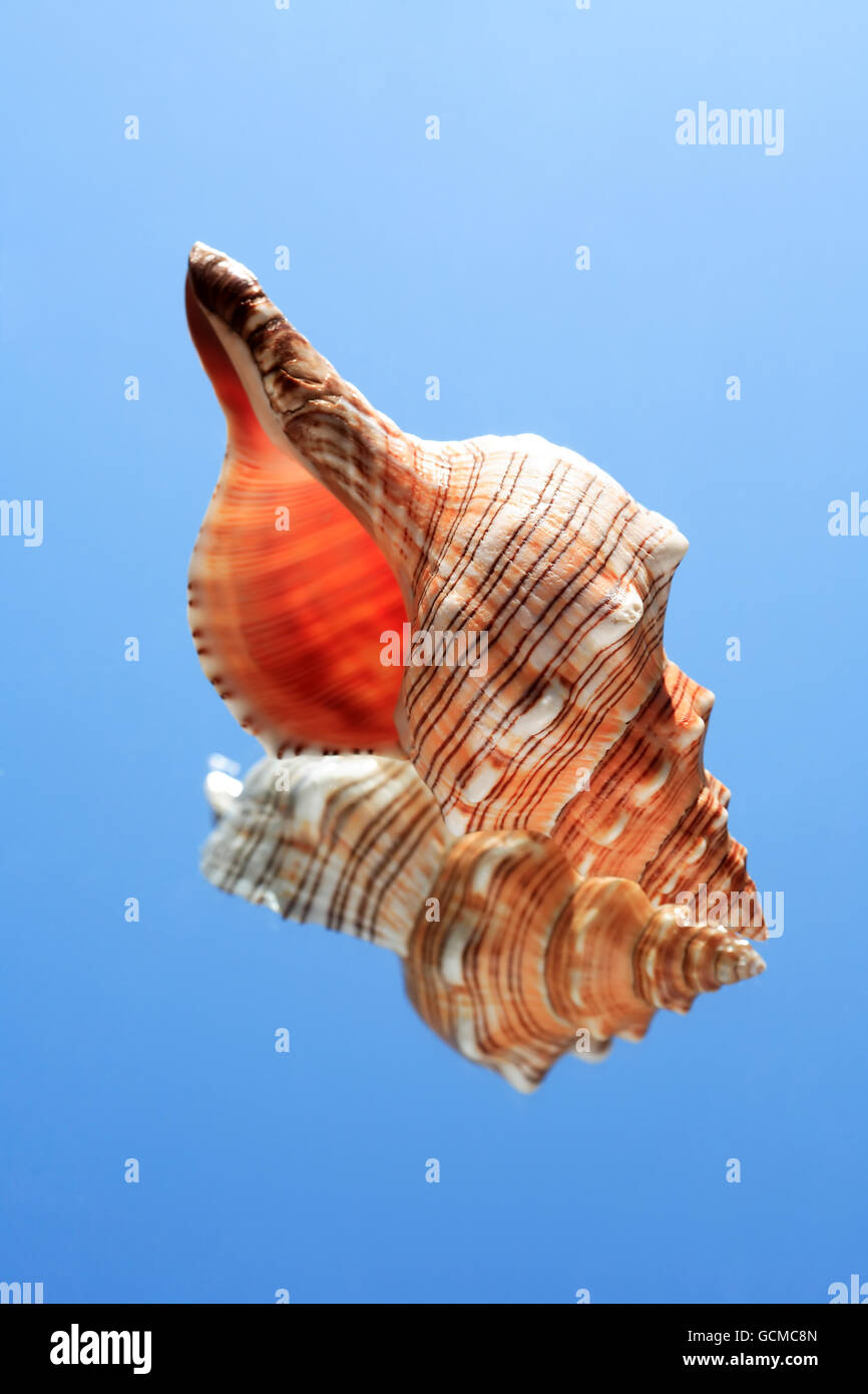 Beautiful conch shell on blue background with reflection Stock Photo ...