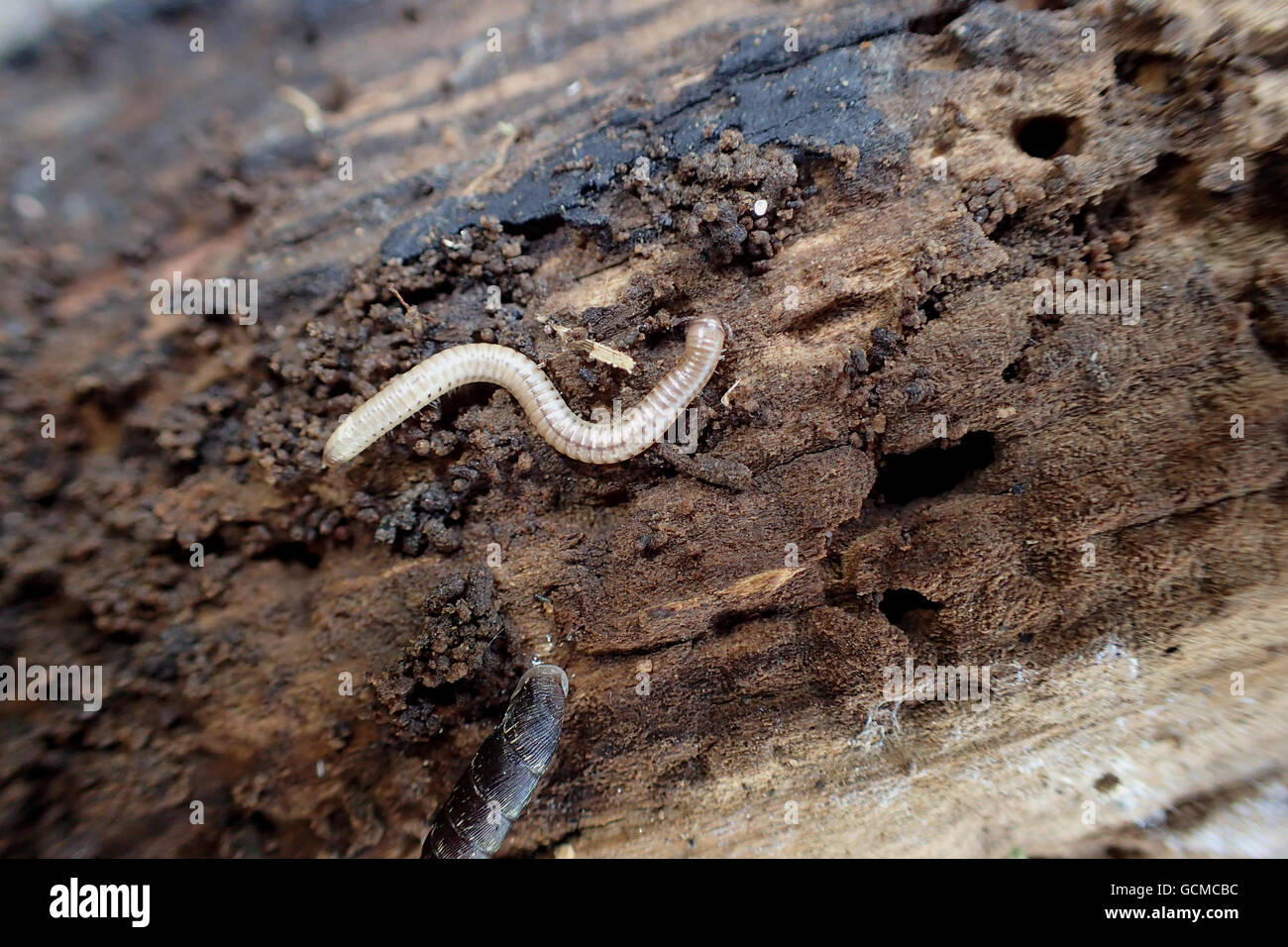 Spotted snake millipede (Blaniulus guttulatus) on decaying wood, next ...