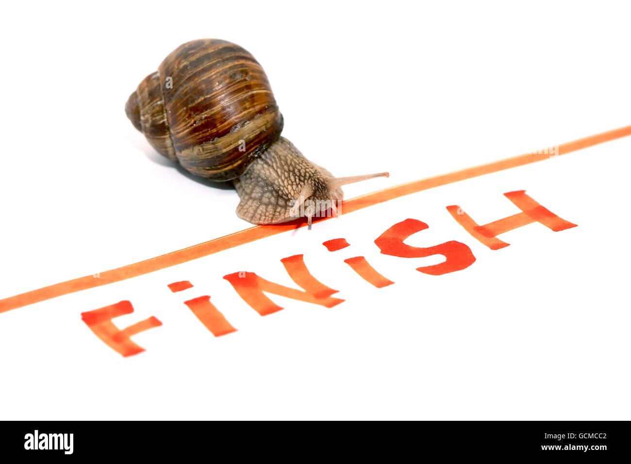 Winner on finish. Snail on red line near Finish inscription on white ...