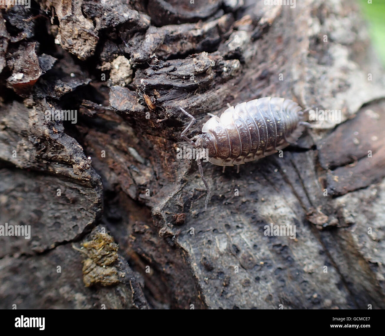 Macro woodlouse hi-res stock photography and images - Alamy
