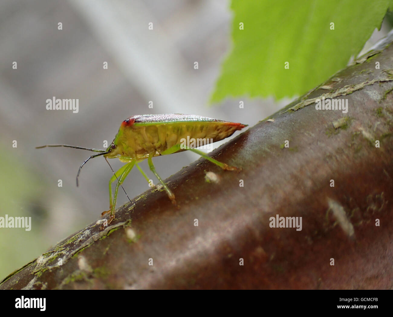 Side view of hawthorn shield bug (Acanthosoma haemorrhoidale) feeding ...