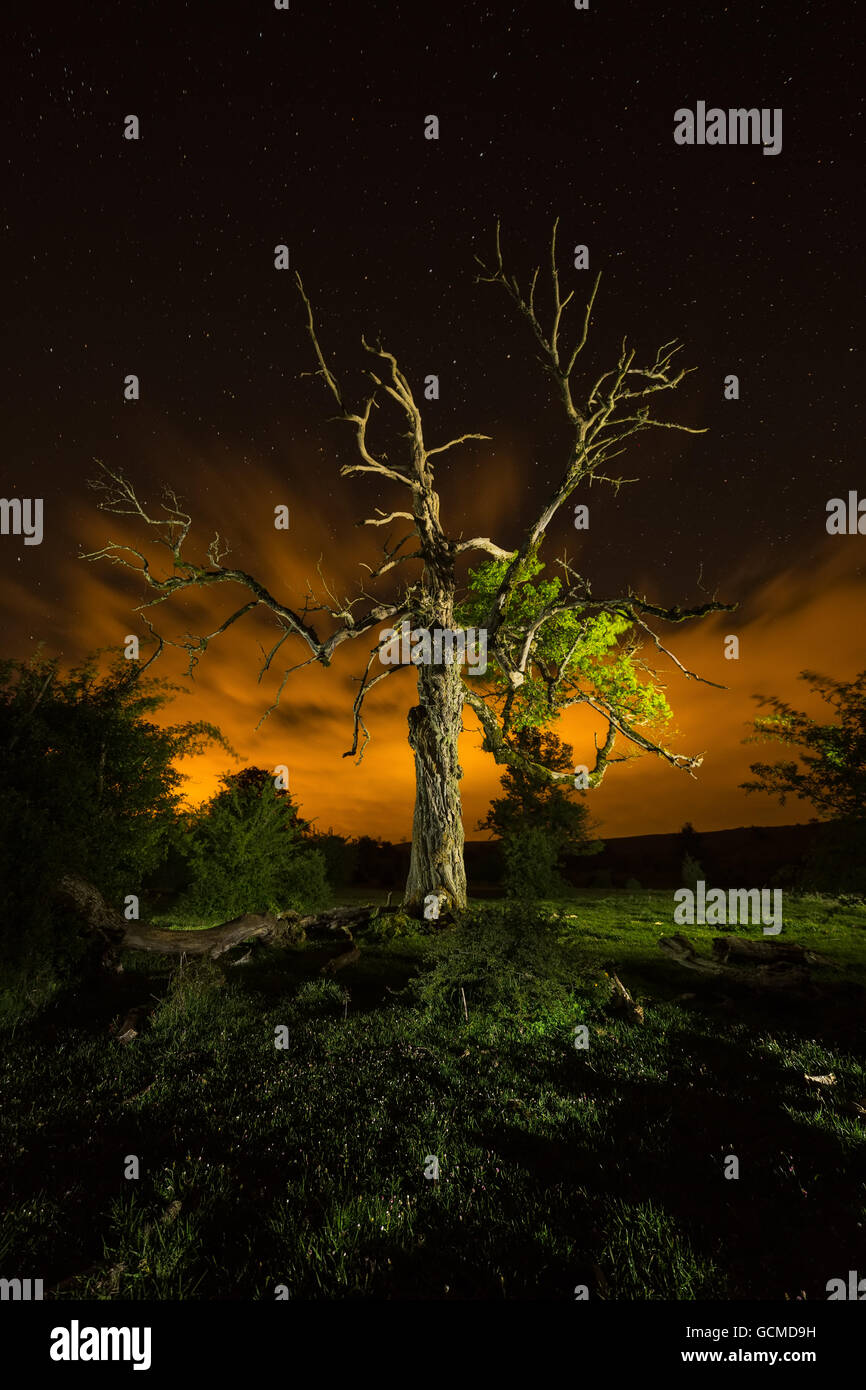 Hangmans tree hi-res stock photography and images - Alamy