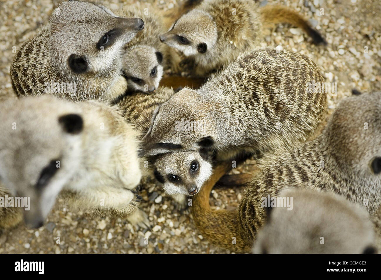 Meerkat mob hi-res stock photography and images - Alamy