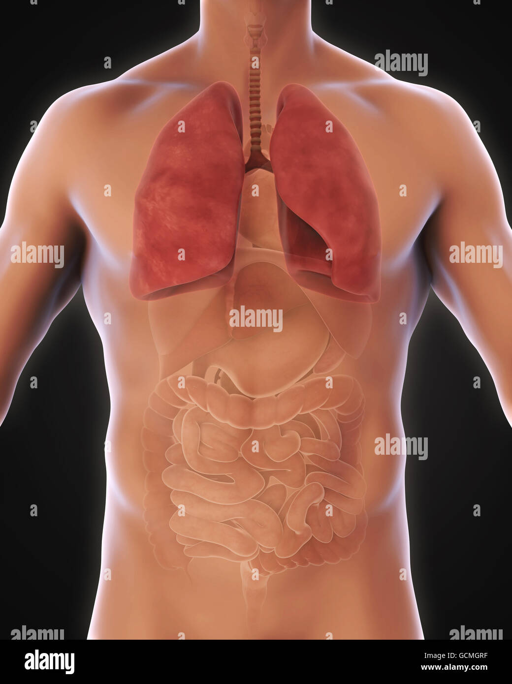 Human respiratory system High Resolution Stock Photography and Images ...