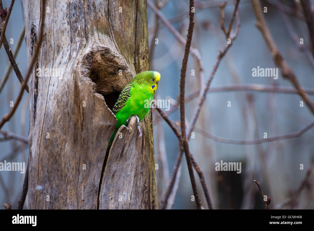 Wild swift parrots sitting on a tree Stock Photo - Alamy