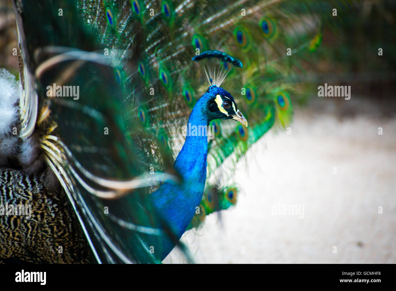 Peacocks body hi-res stock photography and images - Alamy