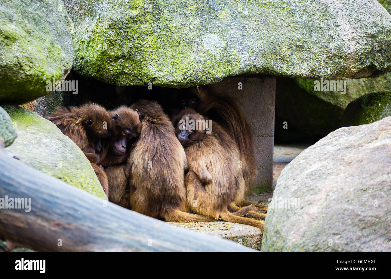 A group of monkeys sitting next close together under stone Stock Photo ...