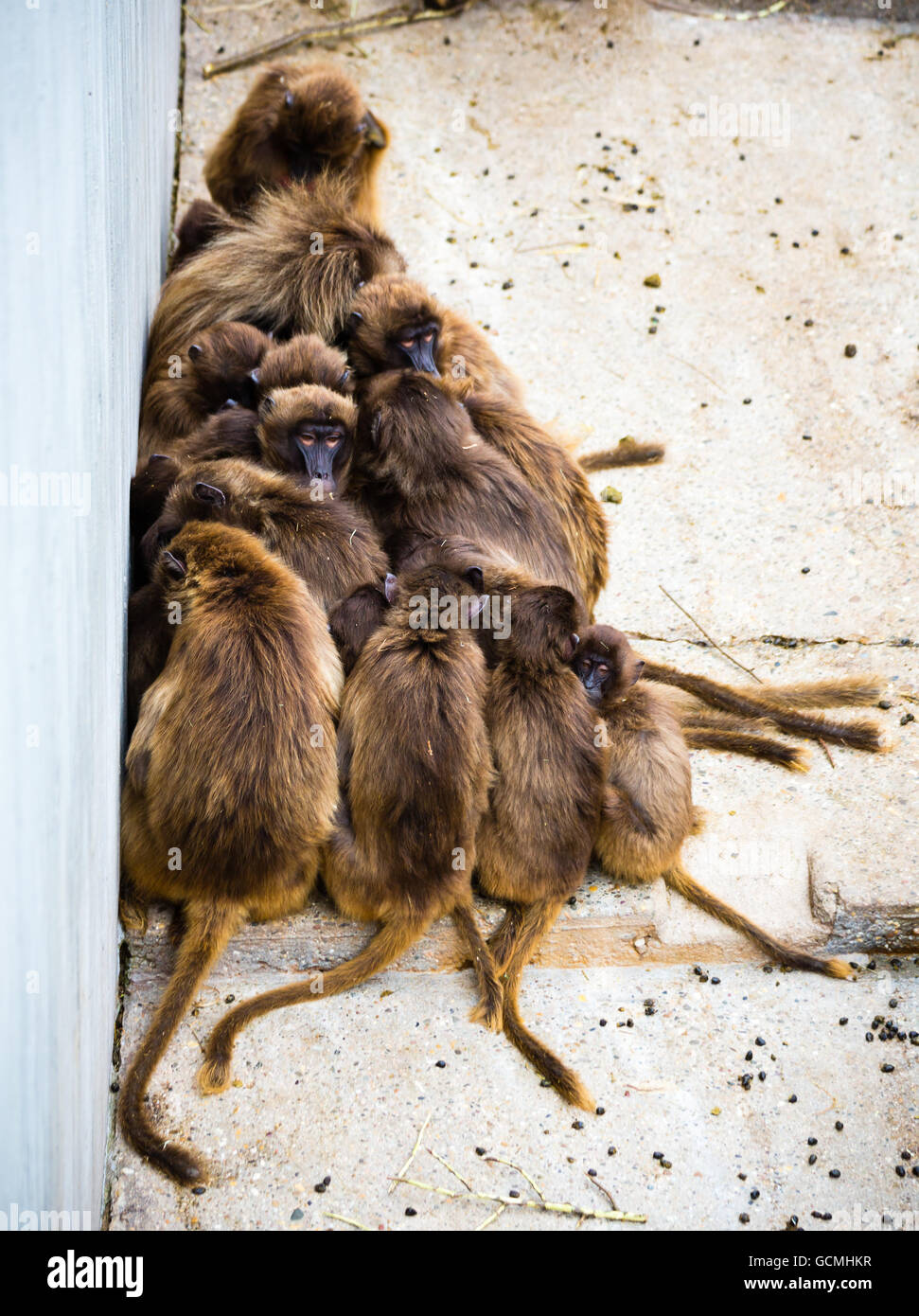 A group of monkeys sitting next close together Stock Photo - Alamy