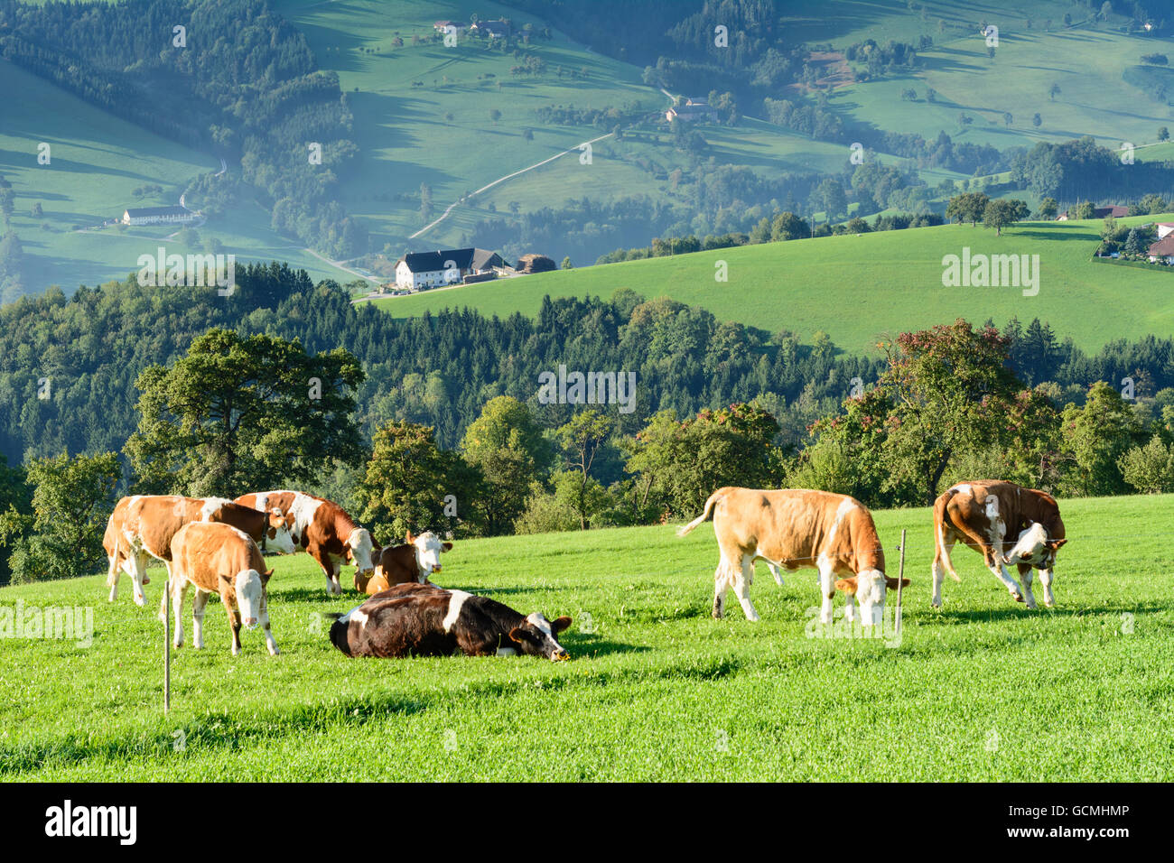 Waidhofen an der Ybbs Cows , farms and fruit trees in St. Georgen in ...